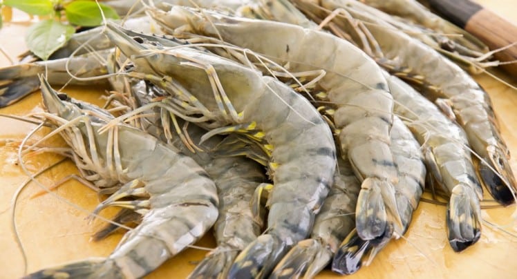 Crevette - MGC Prévention Santé