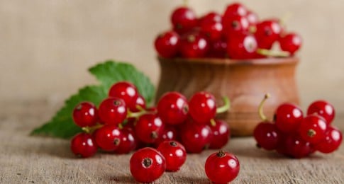 Groseille : tout savoir sur la groseille
