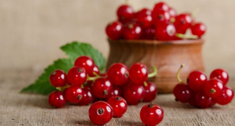 Groseille : tout savoir sur la groseille