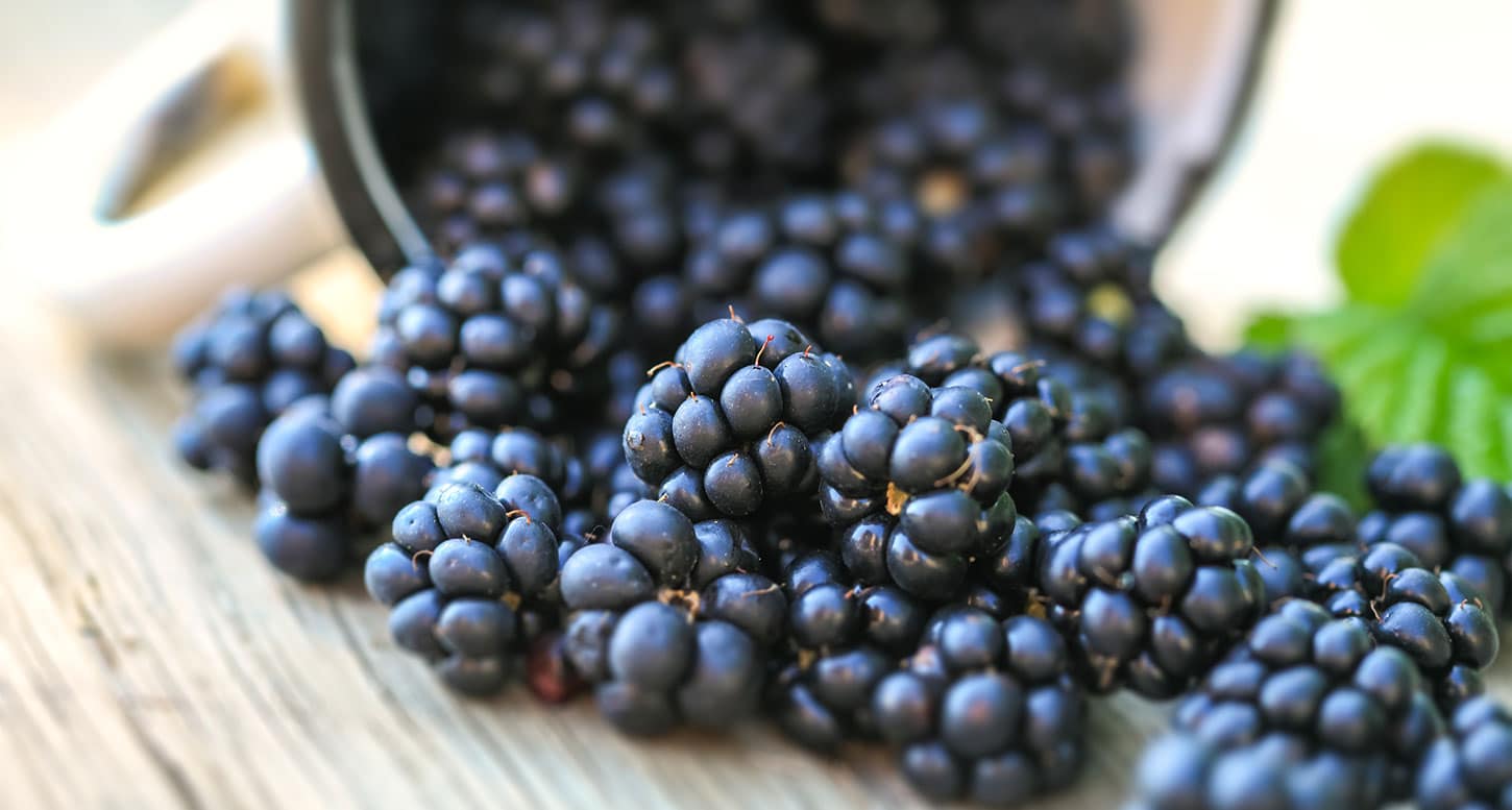 Mûre : tout savoir sur la mûre et ses atouts santé